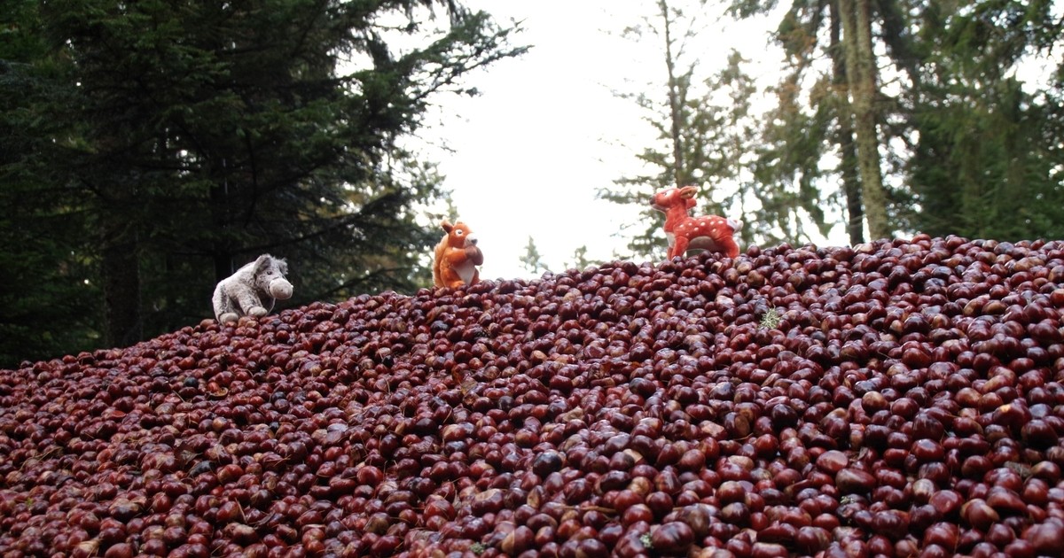 Futter für die Tiere: Kastaniensammelaktion im Wildpark Waldhaus Mehlmeisel | Radio Euroherz